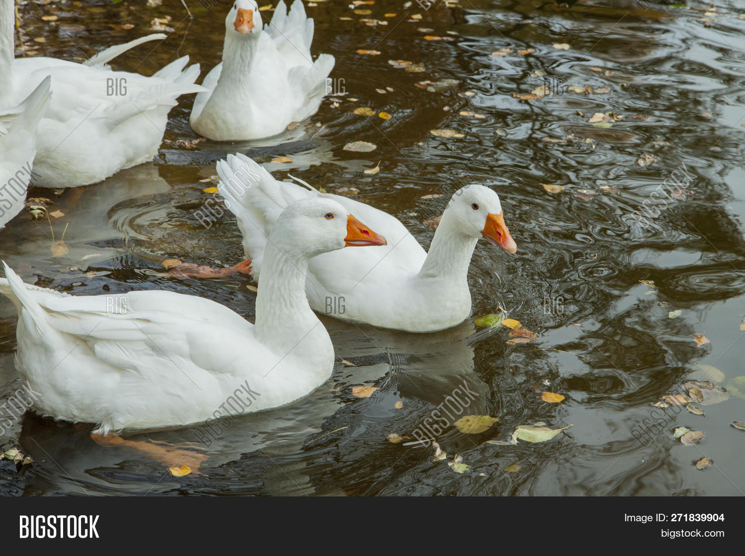 Large White Ducks Image & Photo (Free Trial) | Bigstock