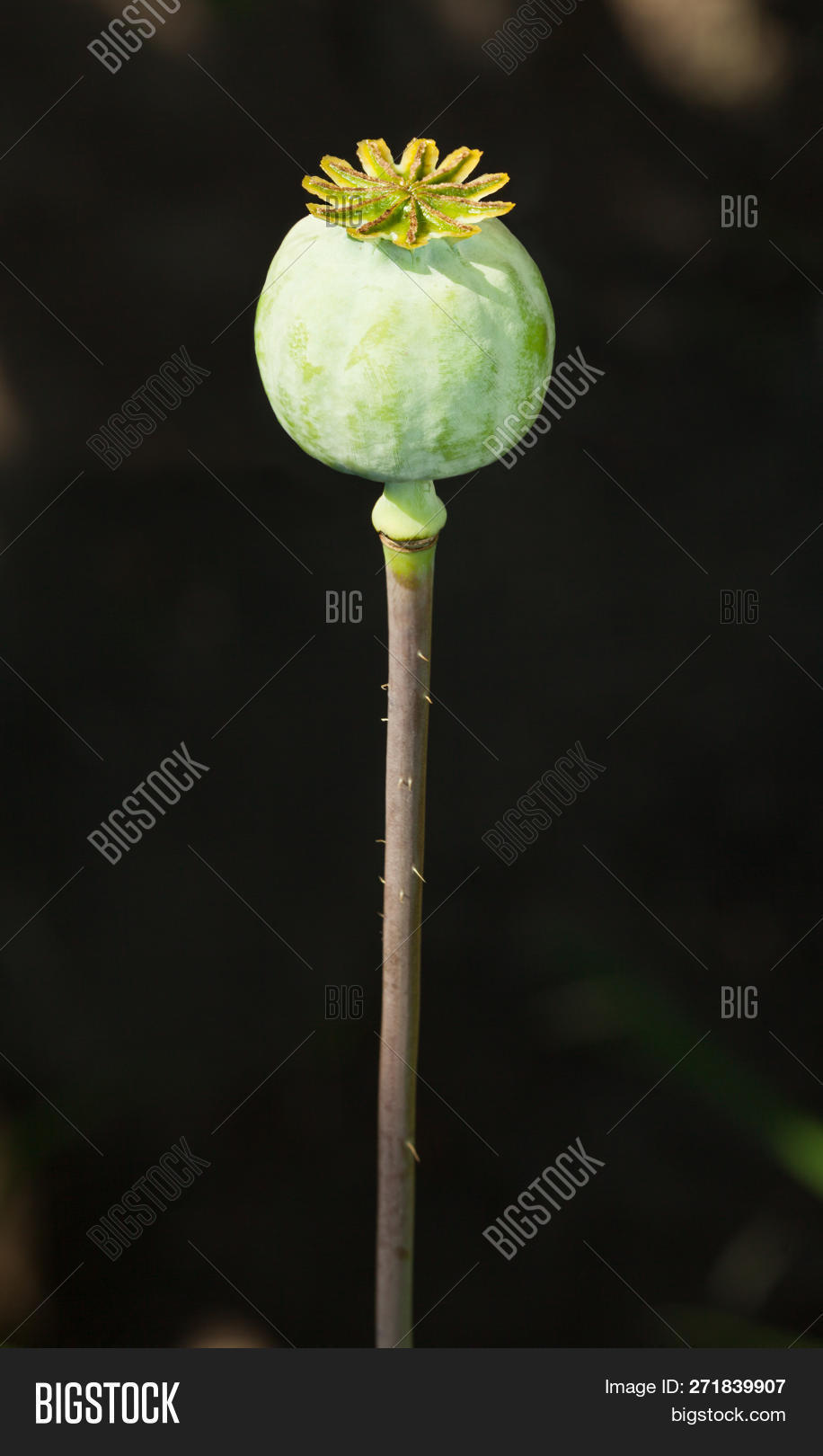 One Poppy Seed Capsule Image & Photo (Free Trial) | Bigstock