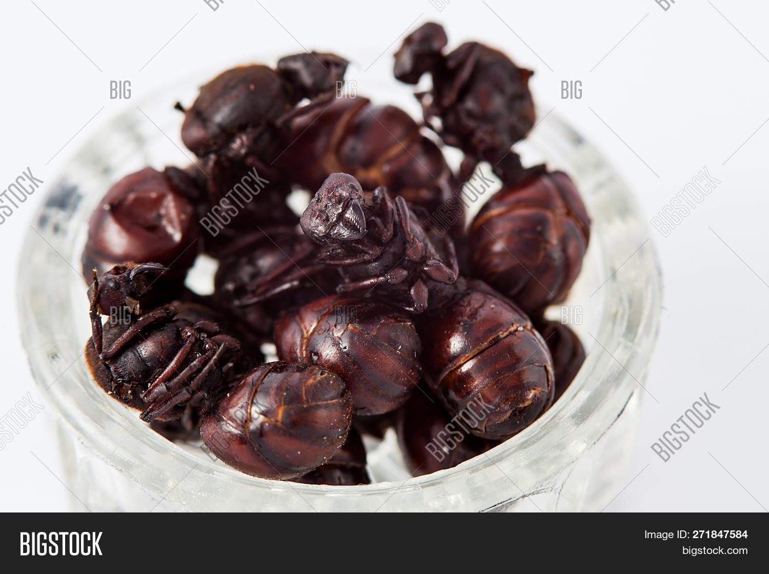 Edible Ant Traditional Image & Photo (Free Trial) | Bigstock