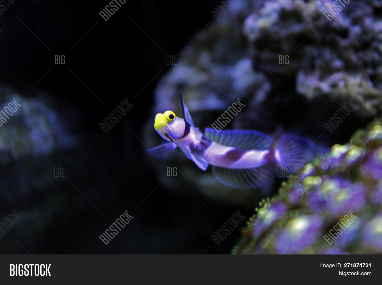 Long Fin Red Banded Image & Photo (Free Trial) | Bigstock