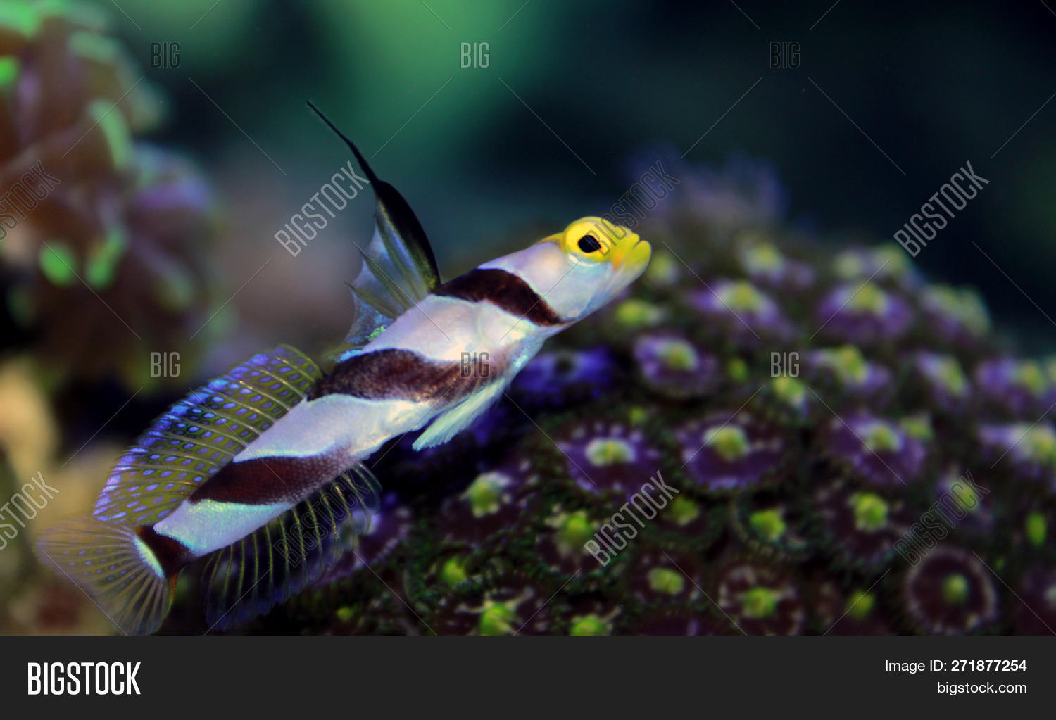 Long Fin Red Banded Image & Photo (Free Trial) | Bigstock