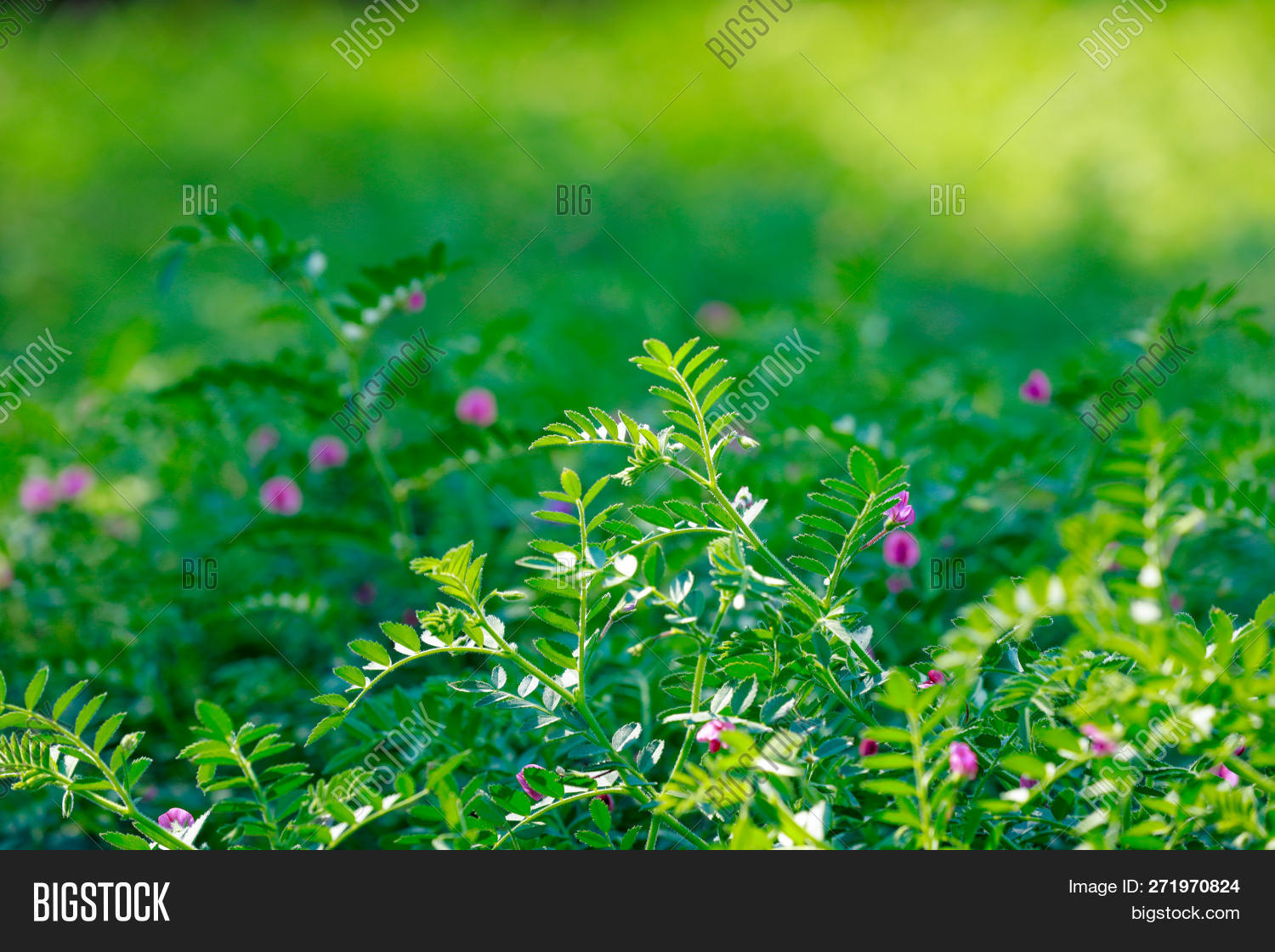 Fresh Green Chickpeas Image & Photo (Free Trial) | Bigstock