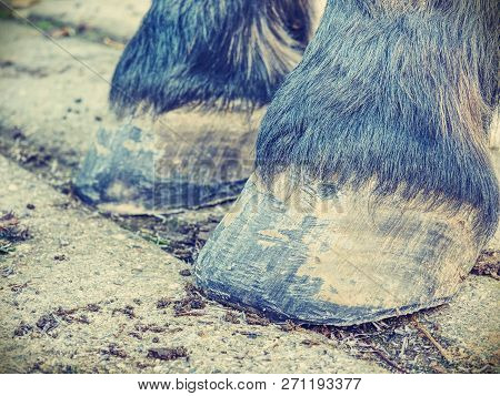 Hoofs After Blacksmith Image & Photo (Free Trial) | Bigstock