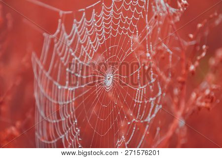 Cobweb Dewdrops On Red Image & Photo (Free Trial) | Bigstock