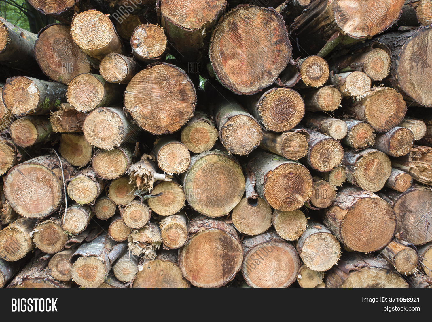 Cut Trees Forest Image & Photo (Free Trial) | Bigstock