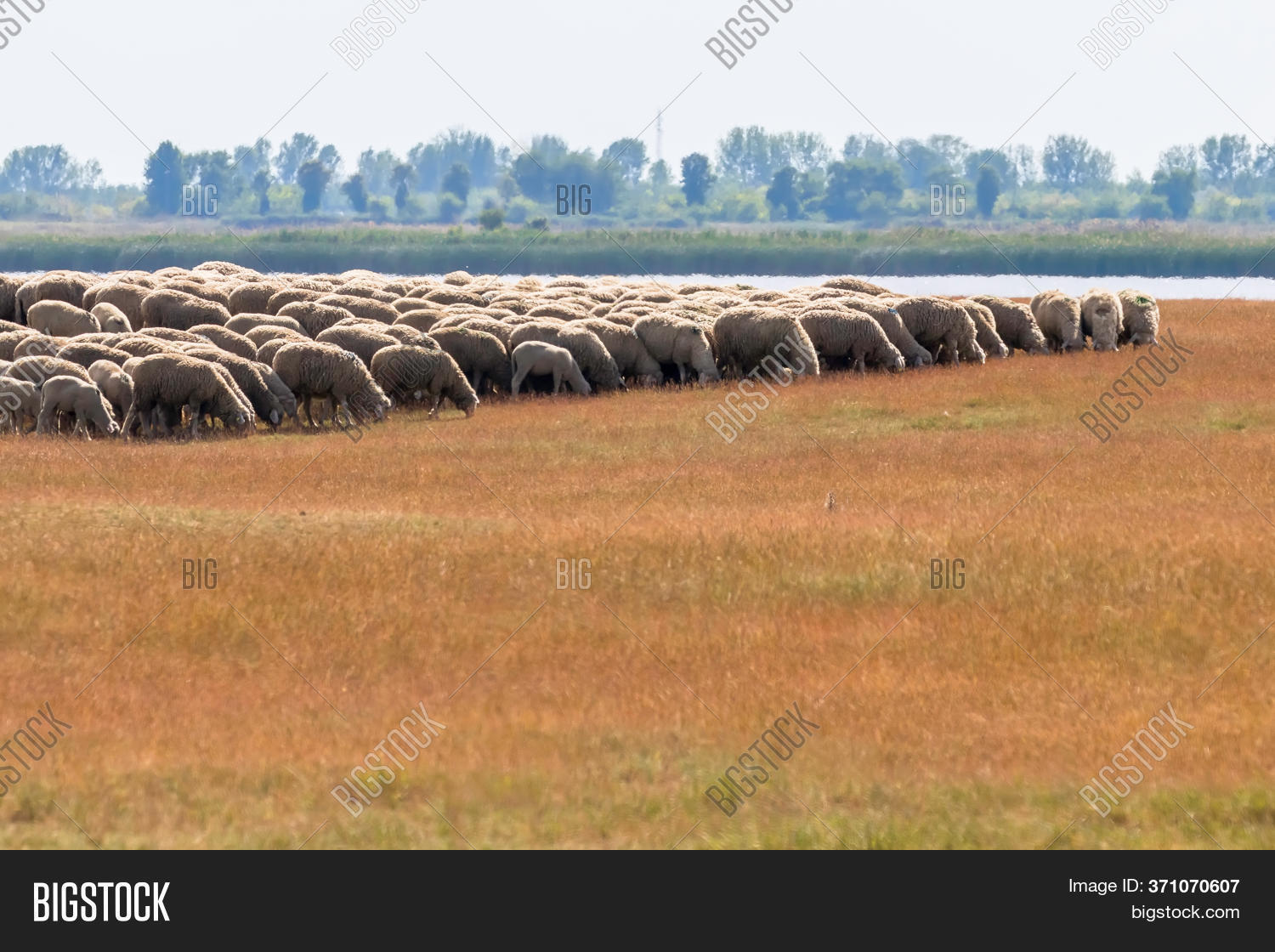 Flock Sheep, Sheep On Image & Photo (Free Trial) | Bigstock