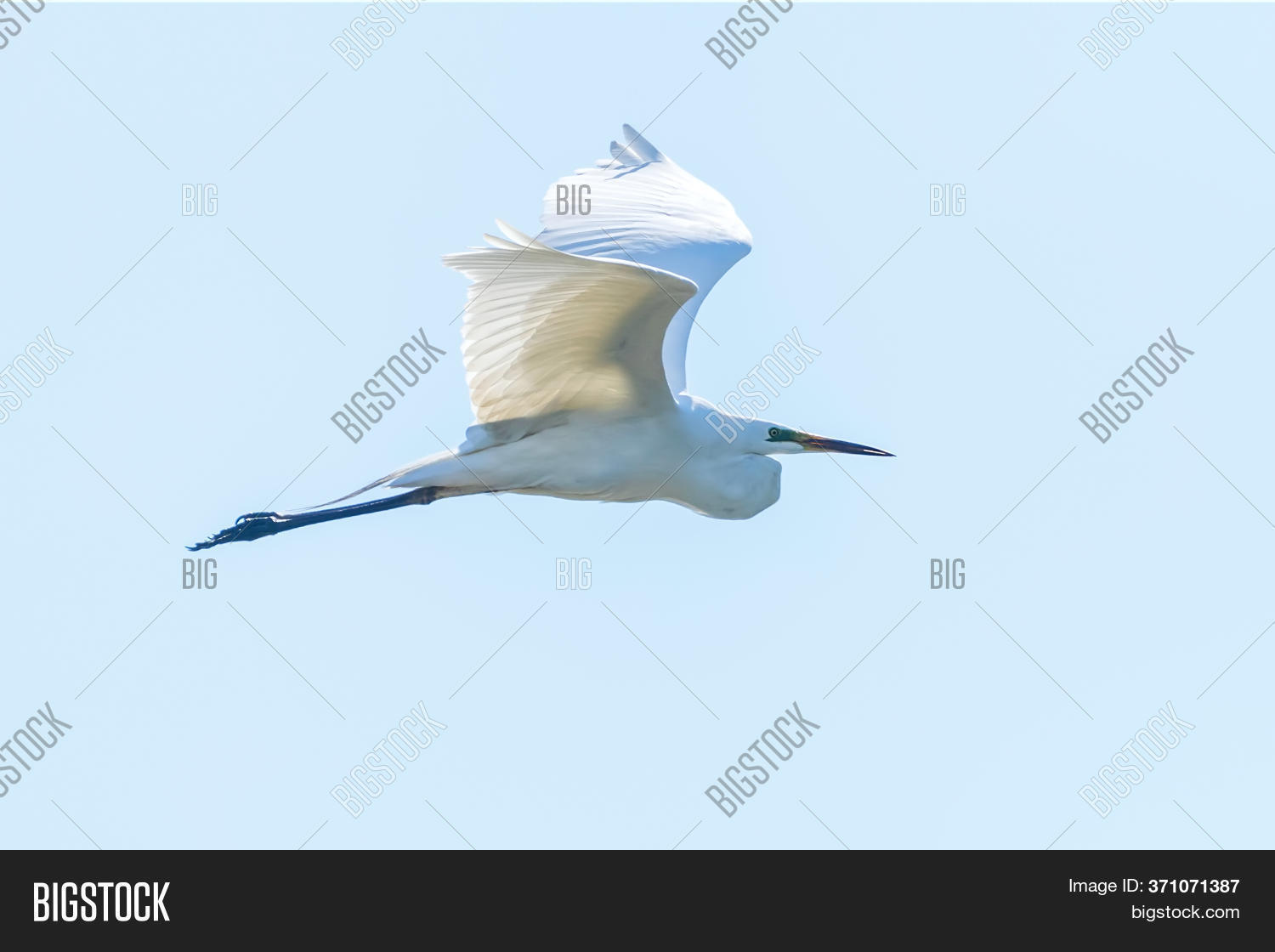 Great Egret Flying ( Image & Photo (Free Trial) | Bigstock