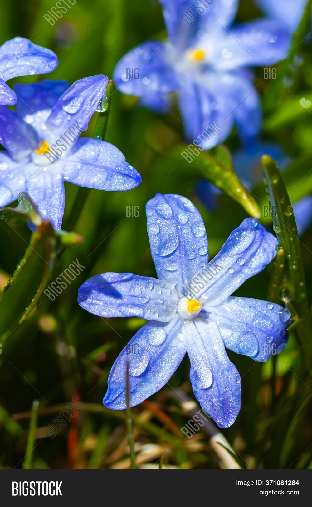 Closeup Blooming Blue Image & Photo (Free Trial) | Bigstock