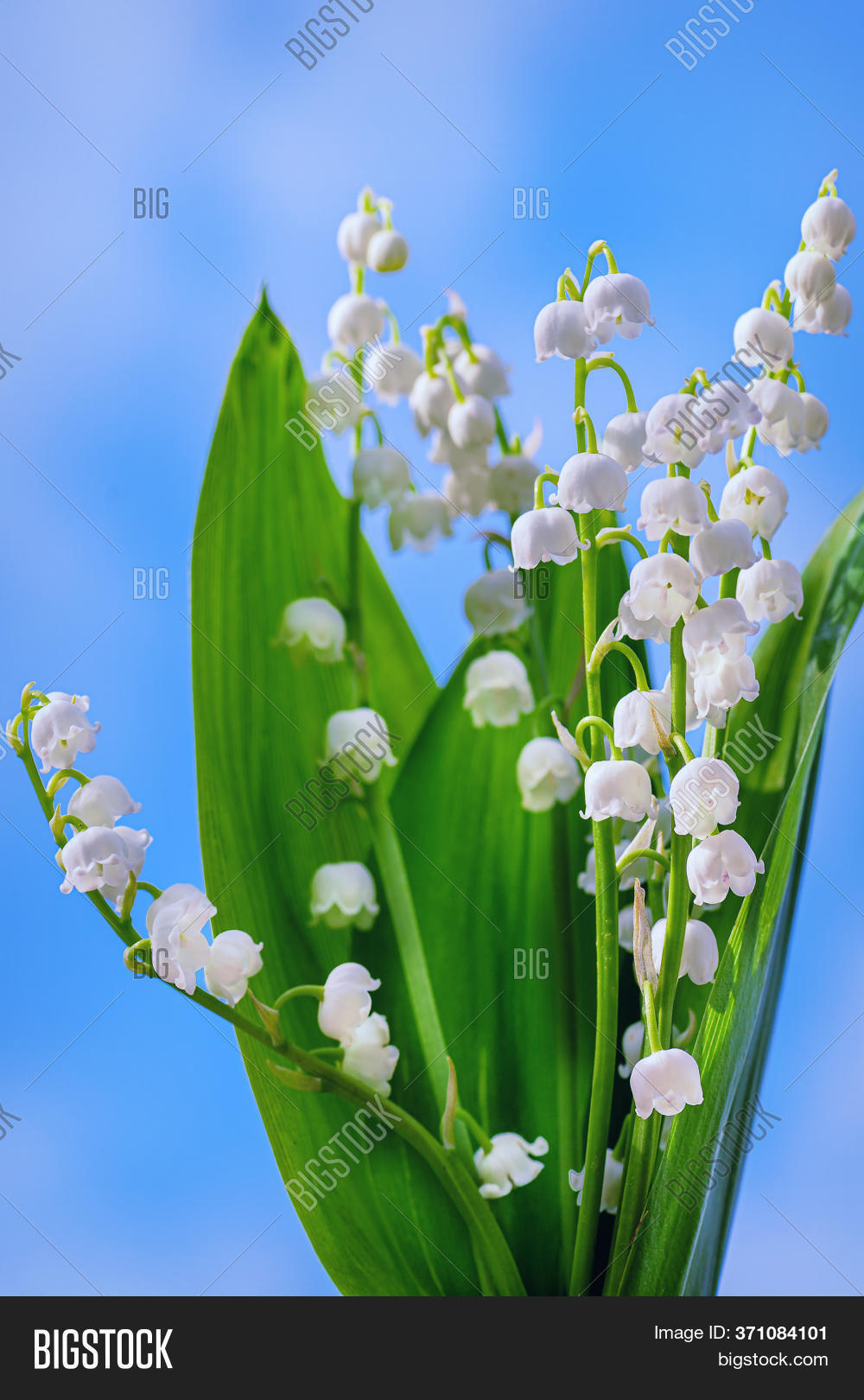 Flower Spring Lilies Image & Photo (Free Trial) | Bigstock