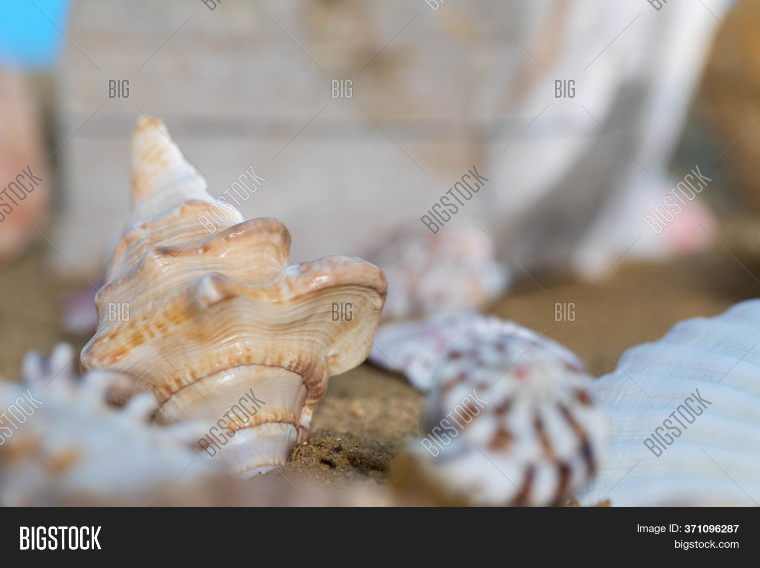Limestone Shells Image & Photo (Free Trial) | Bigstock