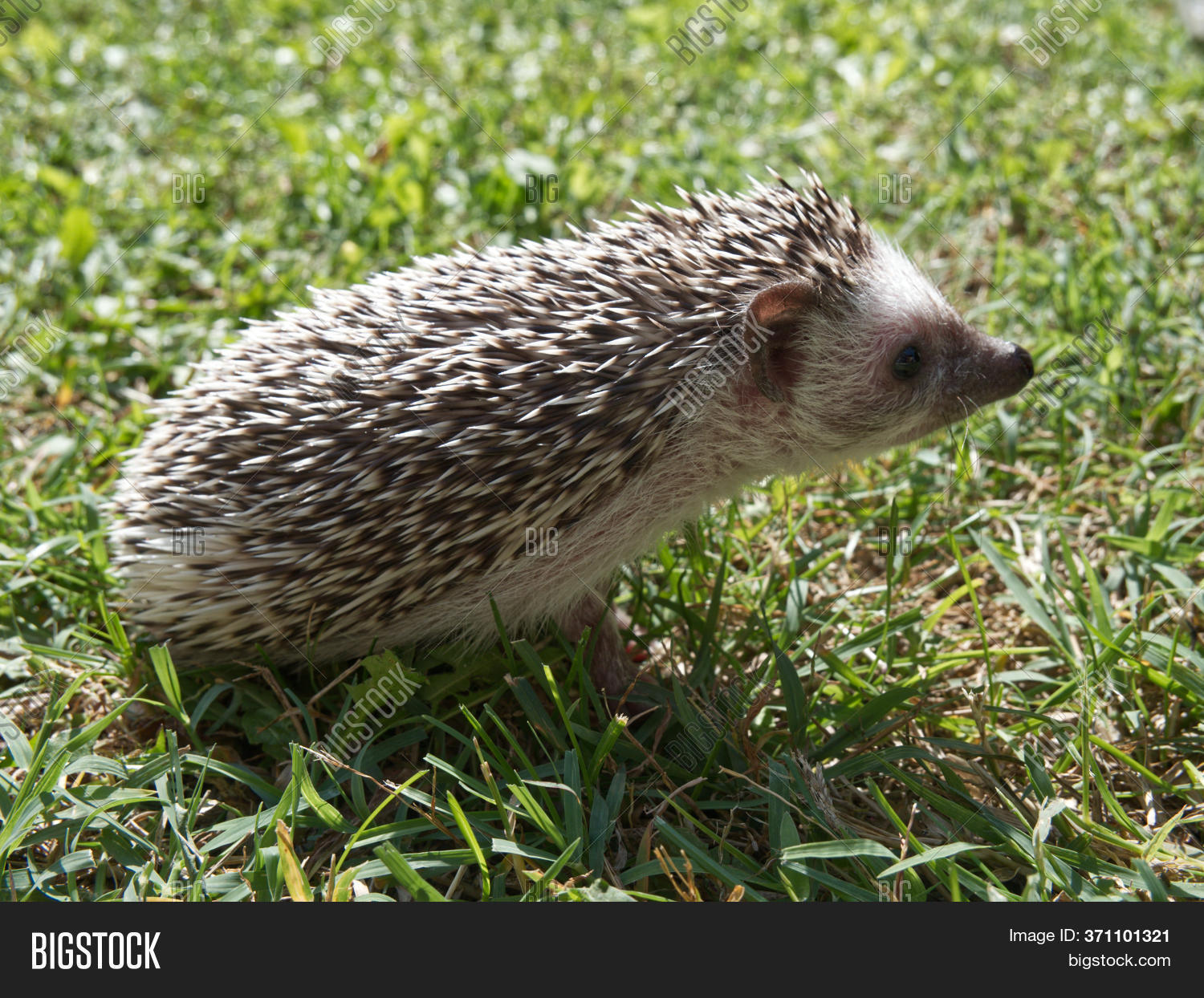 Cute Hedgehog Sniffing Image & Photo (Free Trial) | Bigstock