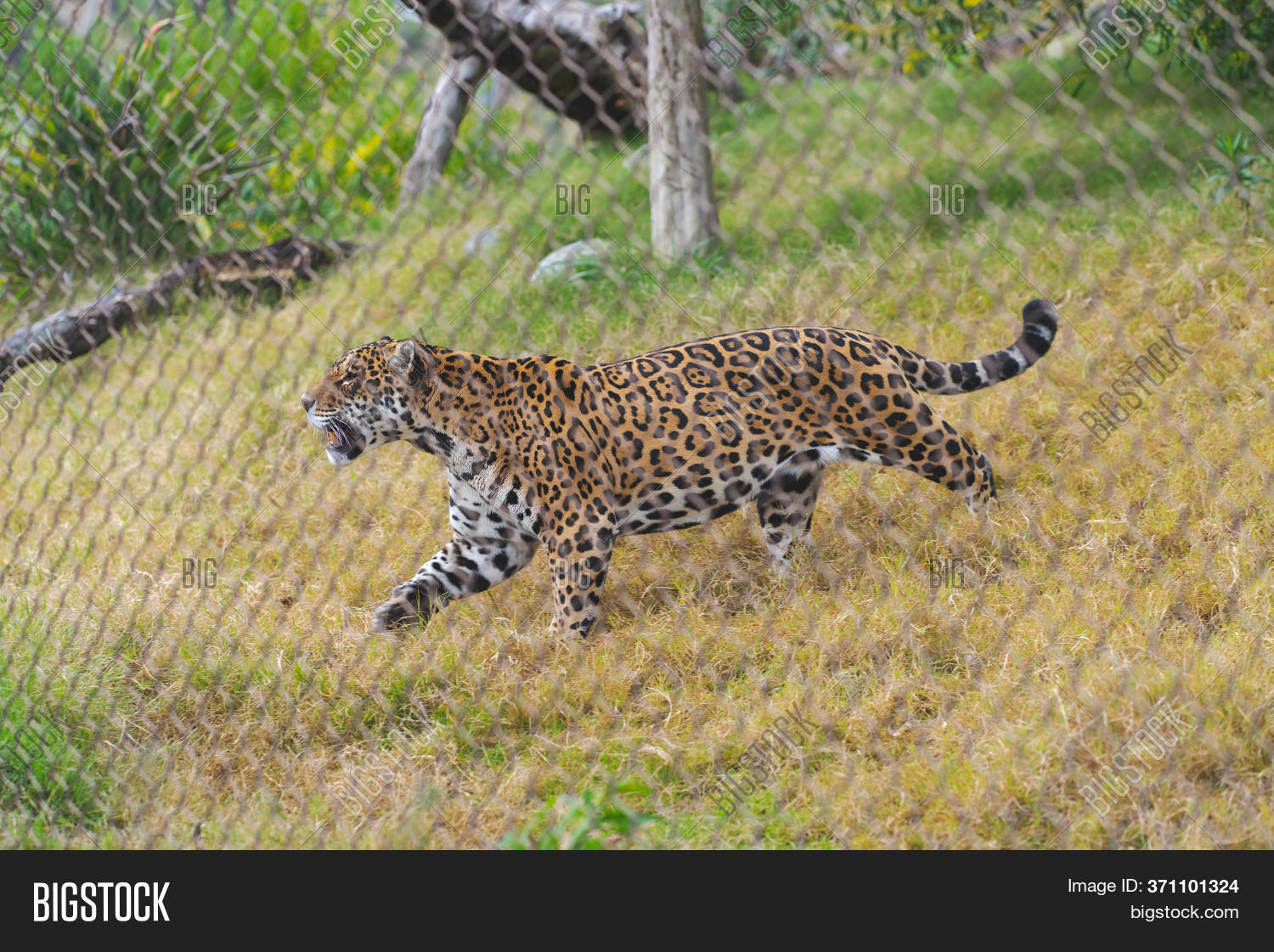 Jaguar Prowling Along Image & Photo (Free Trial) | Bigstock