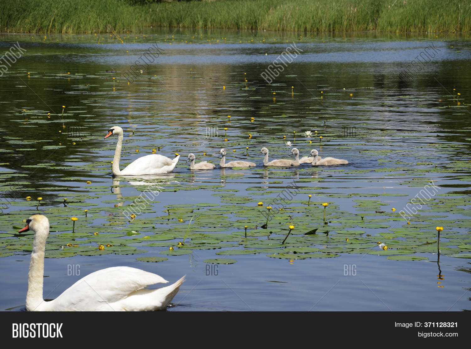 Family Sibilant Swans Image & Photo (Free Trial) | Bigstock