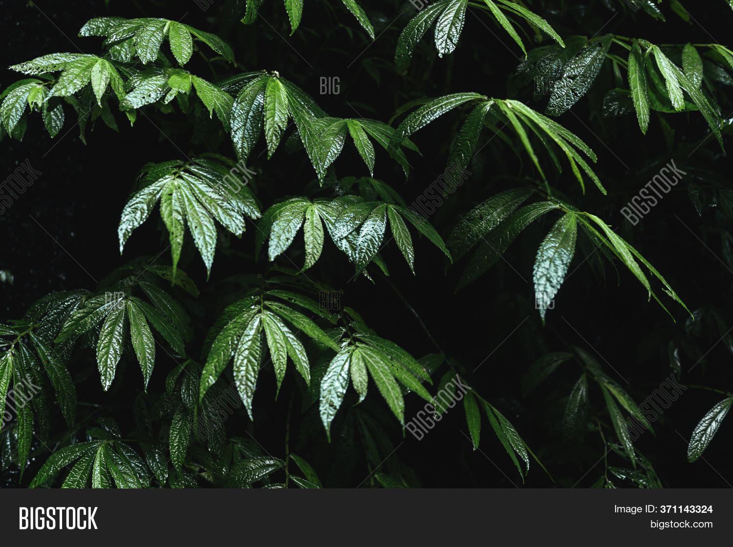 Creative Nature Layout Image & Photo (Free Trial) | Bigstock