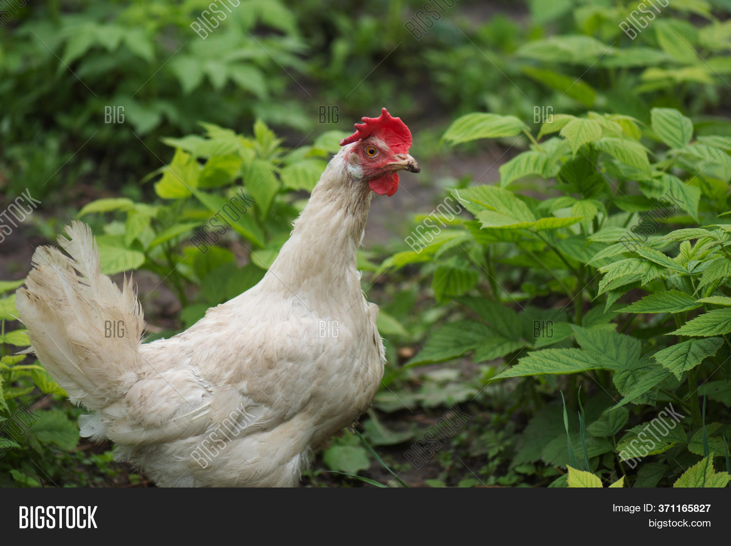 White Hen Outdoor On Image & Photo (Free Trial) | Bigstock