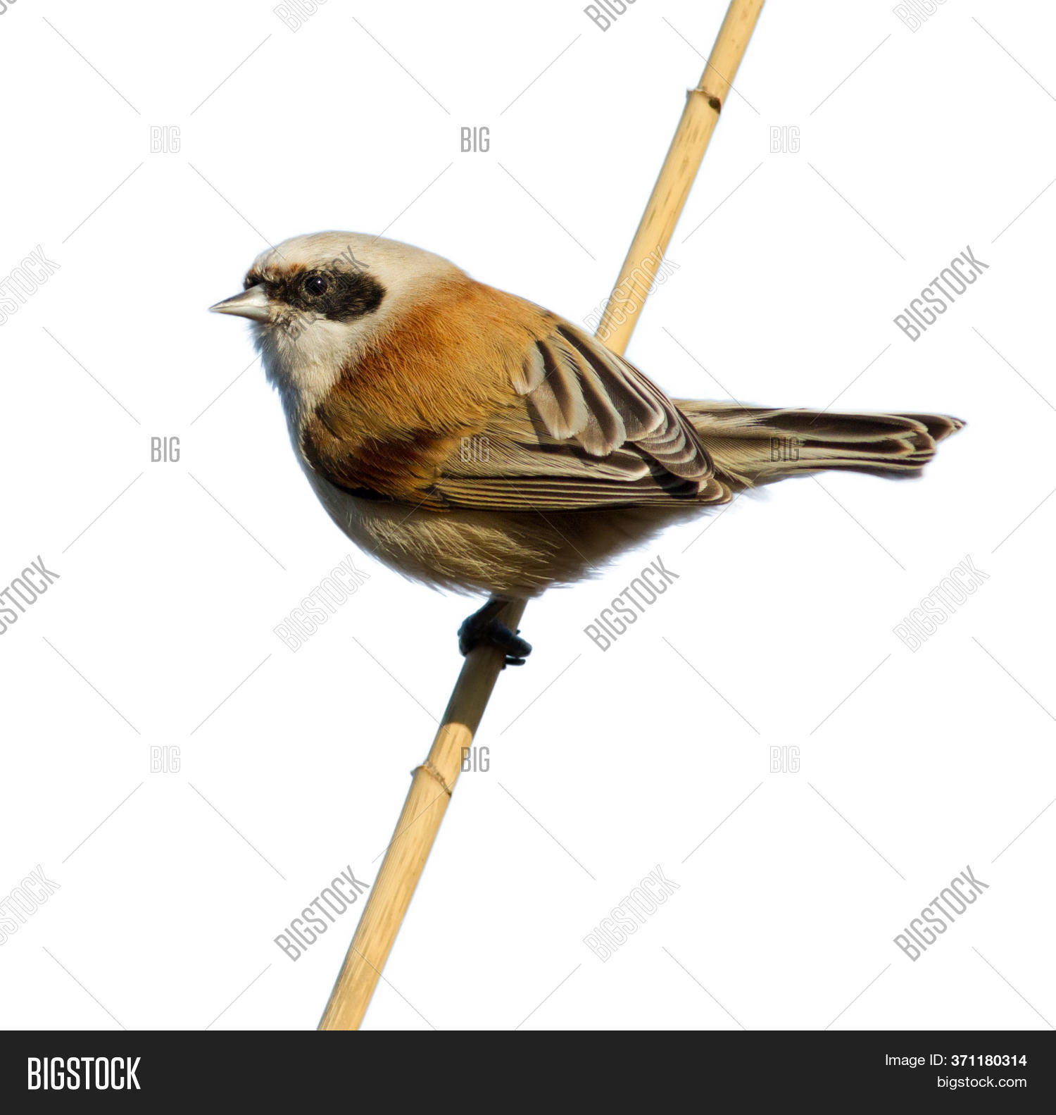 Eurasian Penduline Tit Image & Photo (Free Trial) | Bigstock