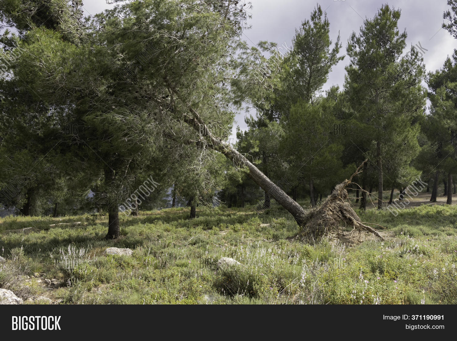 Fallen Tree Pine Image & Photo (Free Trial) | Bigstock