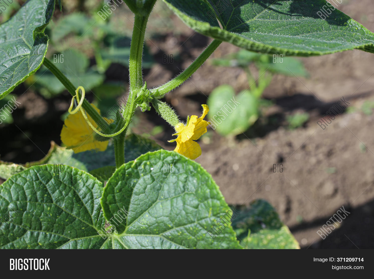 Flowering Cucumbers Image & Photo (Free Trial) | Bigstock