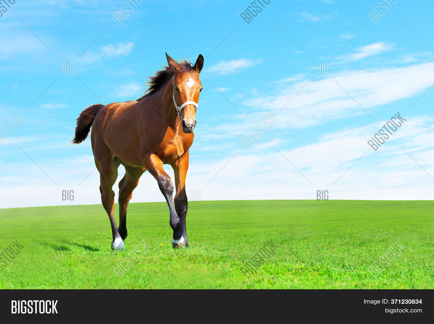 Foal Gallops On Green Image & Photo (Free Trial) | Bigstock