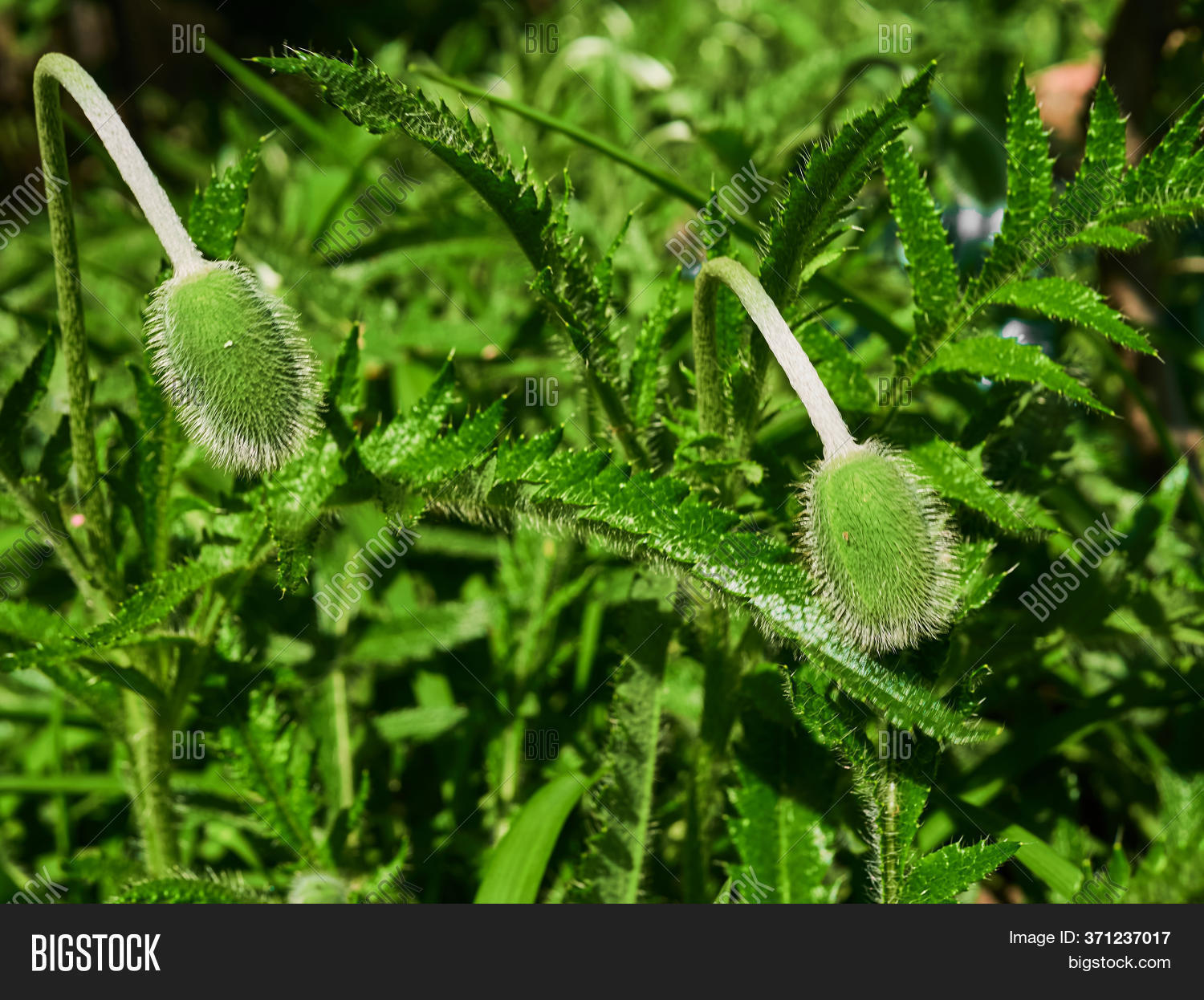 Green Bud Poppy Image & Photo (Free Trial) | Bigstock