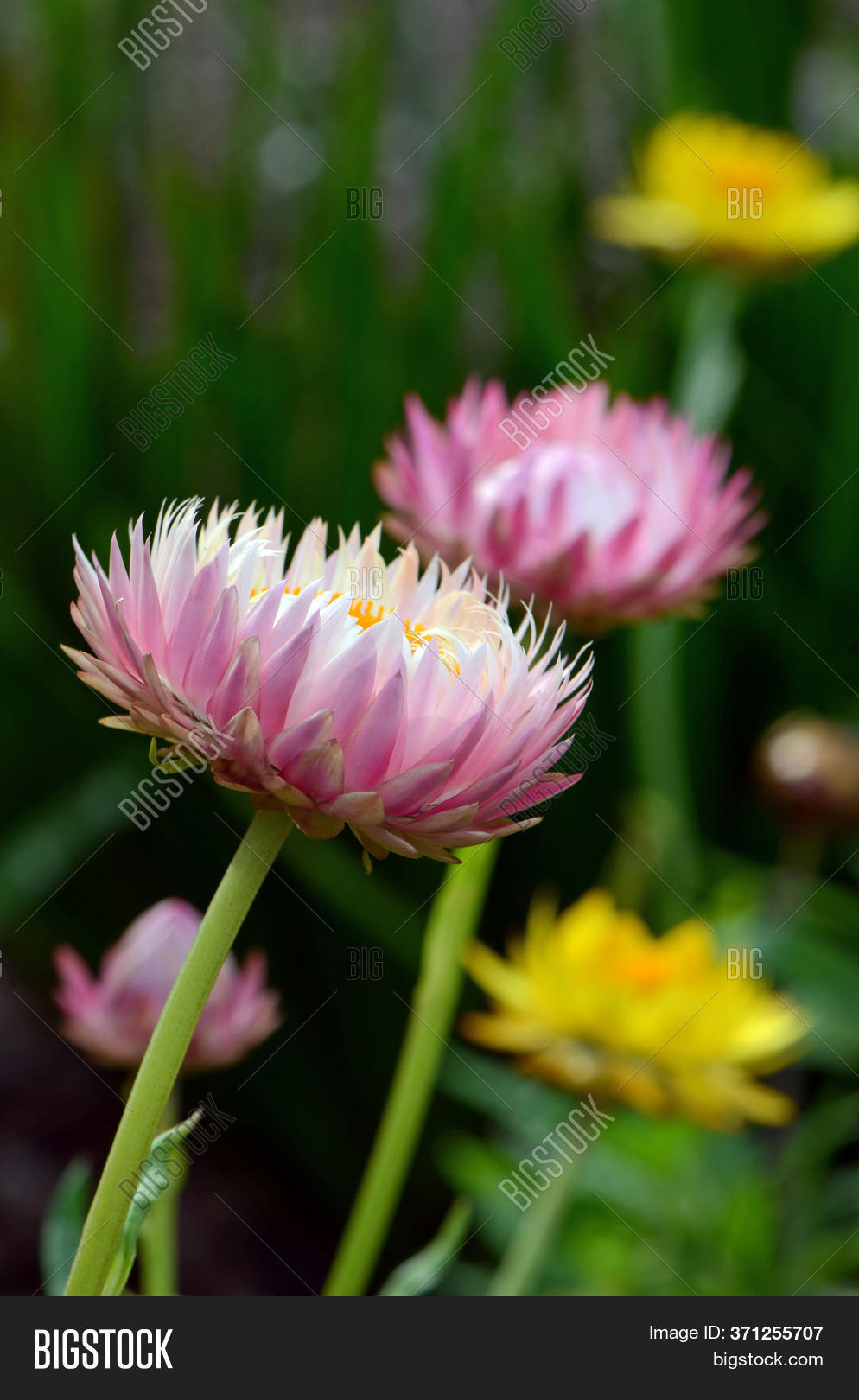 Australian Native Pink Image & Photo (Free Trial) | Bigstock