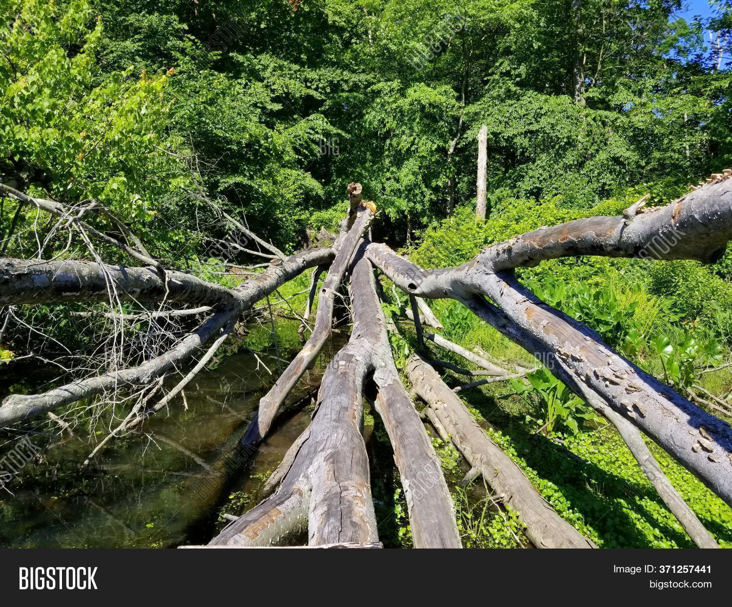 Big Tree Fell Water Image & Photo (Free Trial) | Bigstock