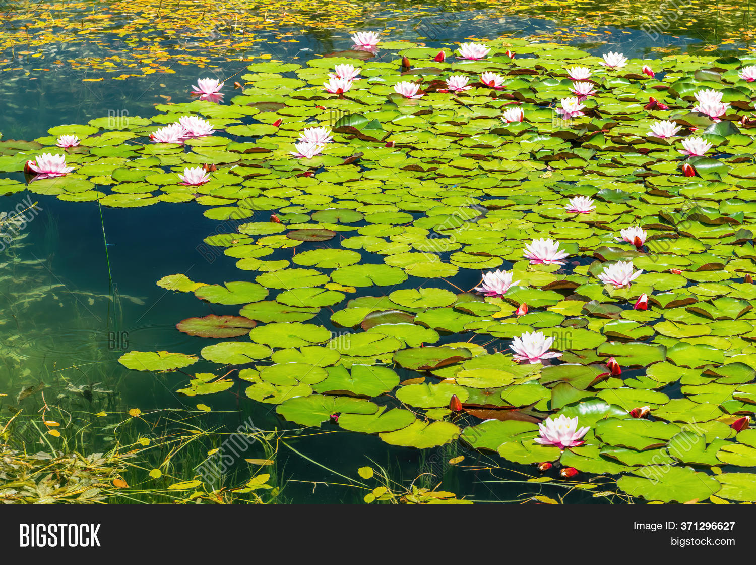 Water Lilies Nymphaea Image & Photo (Free Trial) | Bigstock