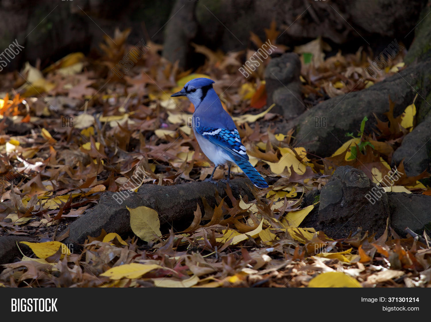 Blue Jay New York's Image & Photo (Free Trial) | Bigstock