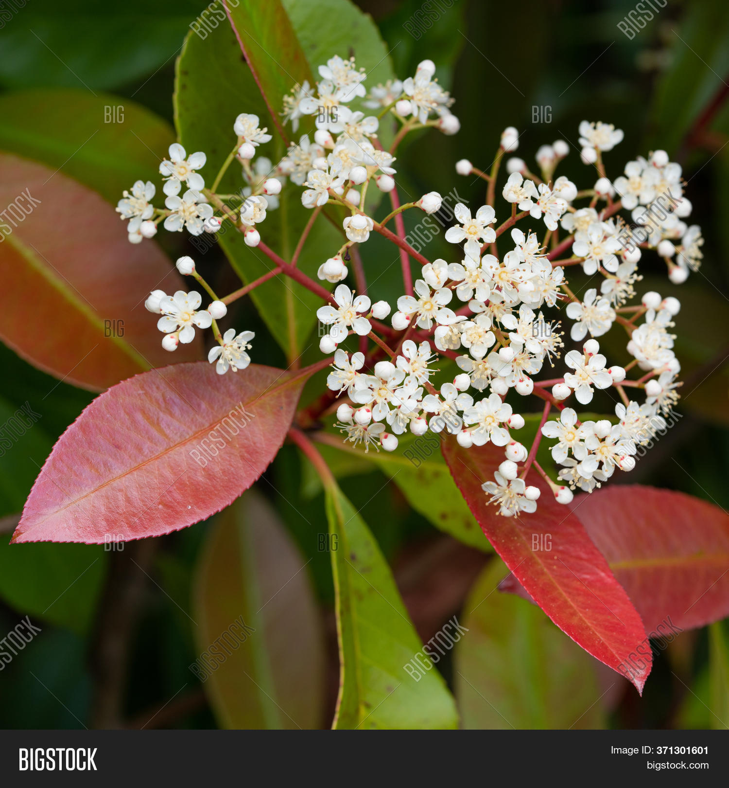 Photinia (photinia Image & Photo (Free Trial) | Bigstock