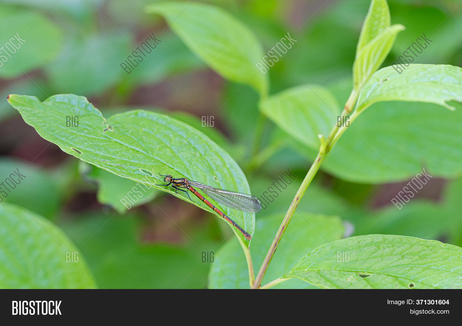 Large Red Damselfly ( Image & Photo (Free Trial) | Bigstock