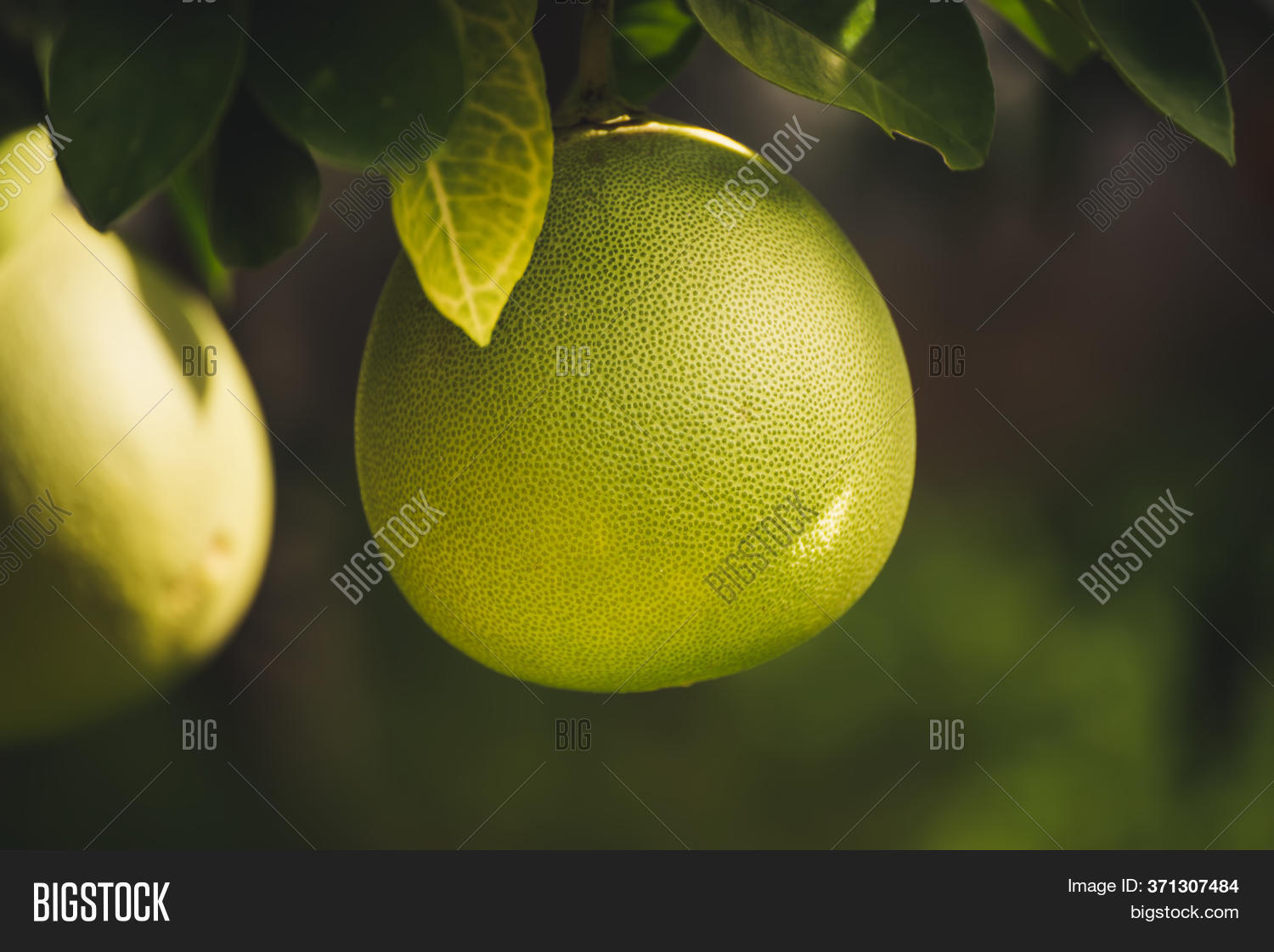 Ripe Pomelo Fruits Image & Photo (Free Trial) | Bigstock