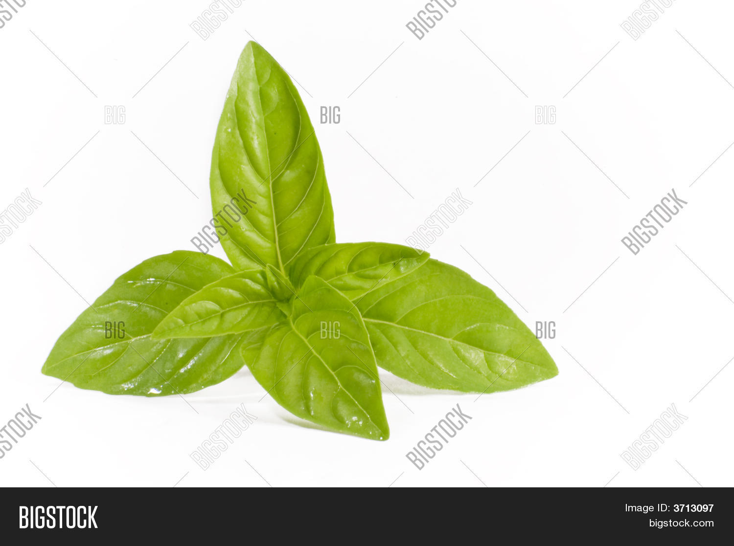Basil Leaves Isolation Image & Photo (Free Trial) | Bigstock