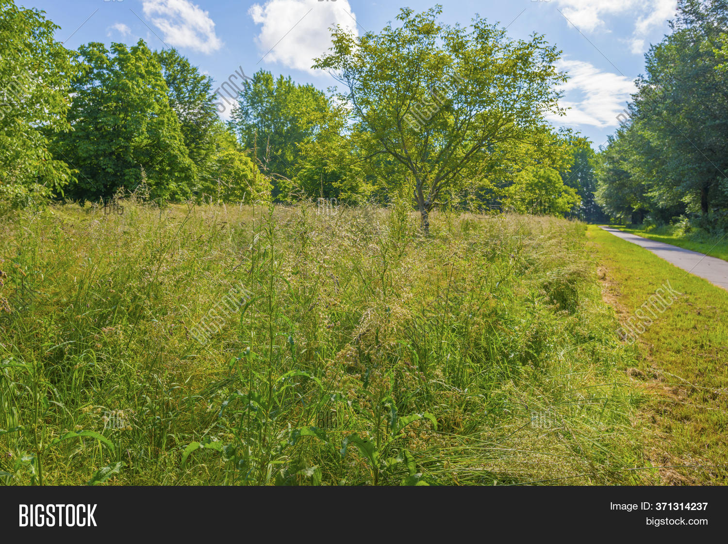 Lush Green Foliage Image & Photo (Free Trial) | Bigstock