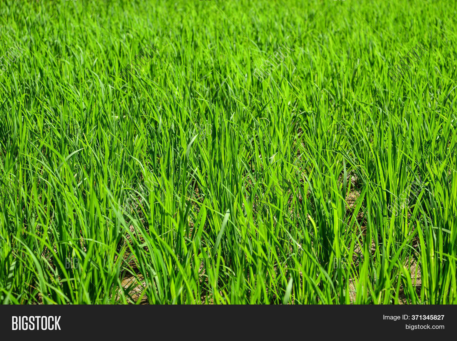 Green Grass Texture Image & Photo (Free Trial) | Bigstock