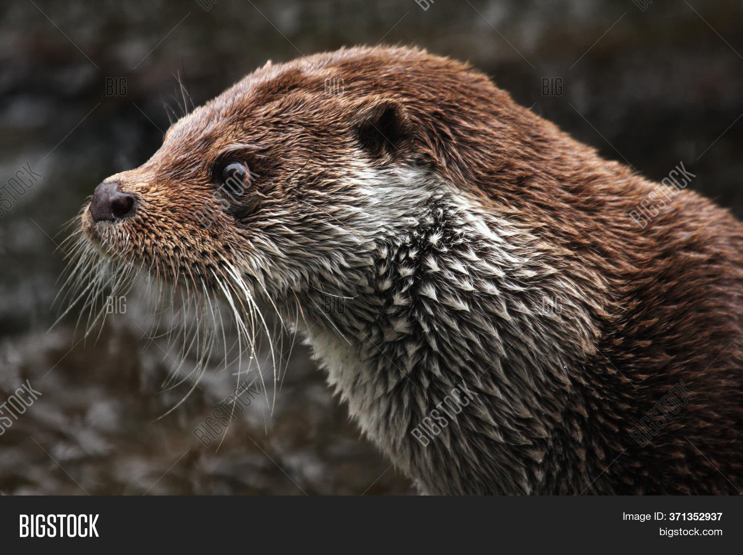 Eurasian Otter (lutra Image & Photo (Free Trial) | Bigstock