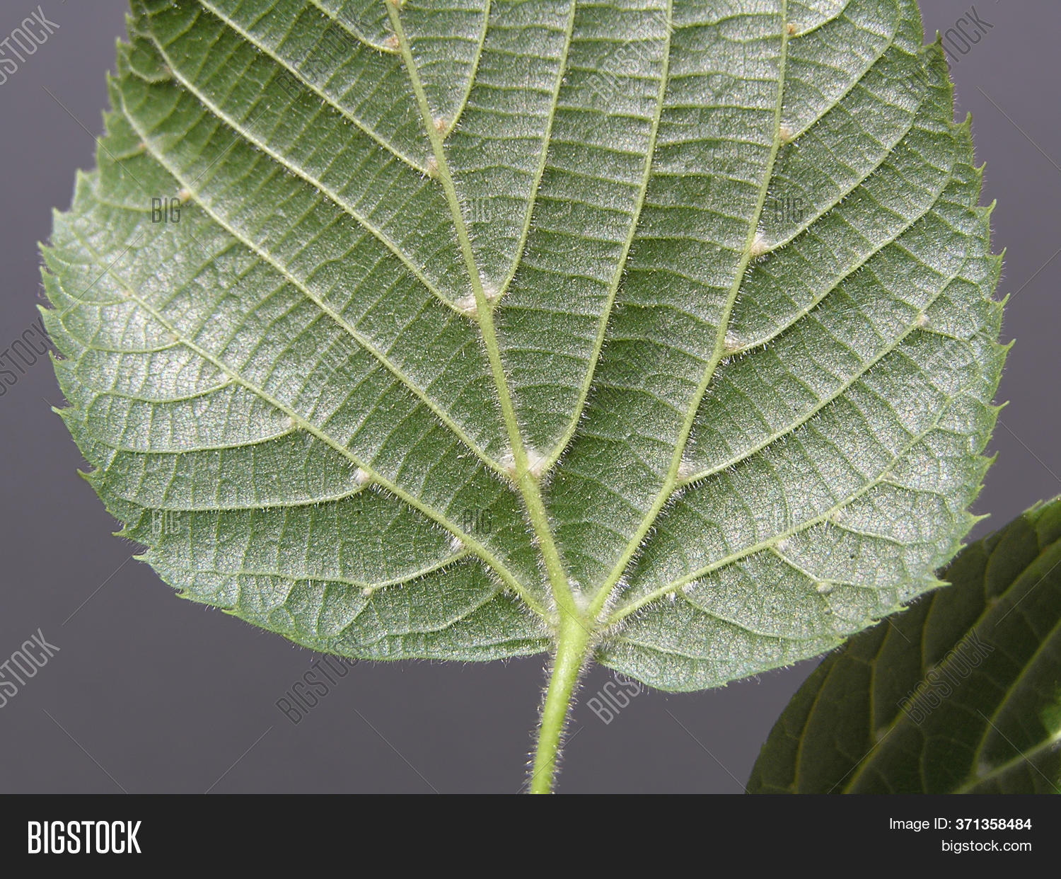 Large-leaved Lime Image & Photo (Free Trial) | Bigstock