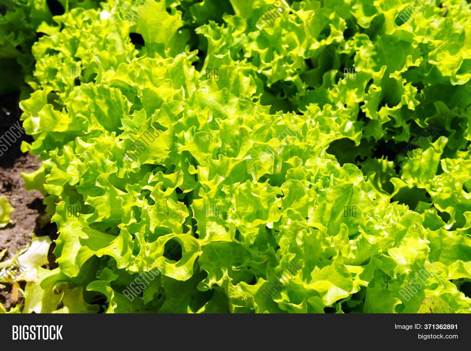 Green Lettuce Leaves Image & Photo (Free Trial) | Bigstock
