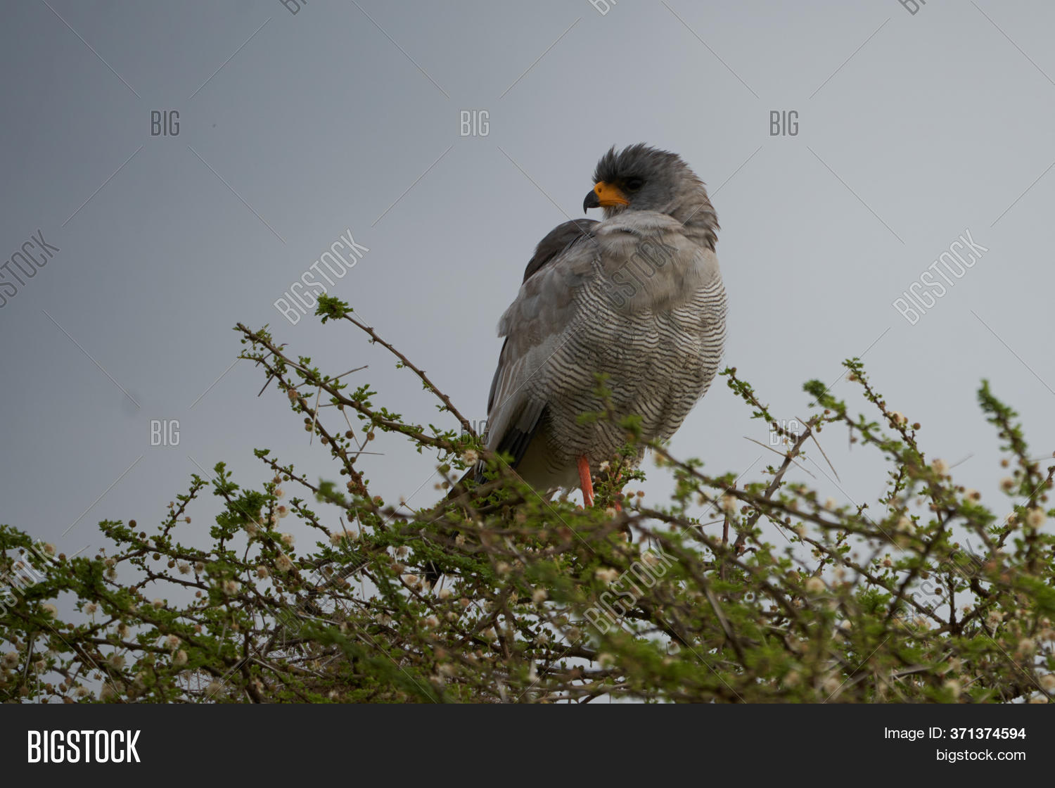 Goshawk Eastern Pale Image & Photo (Free Trial) | Bigstock