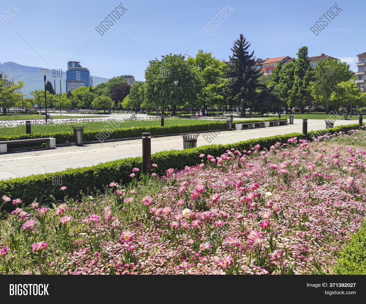 Bulgaria National Flower