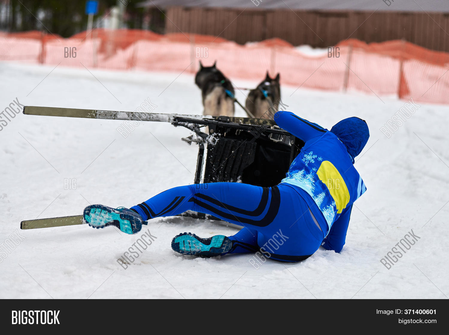 Husky Sled Dog Racing Image & Photo (Free Trial) | Bigstock