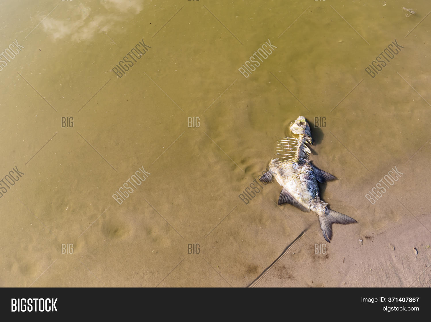 Remains Dead Decaying Image & Photo (Free Trial) | Bigstock