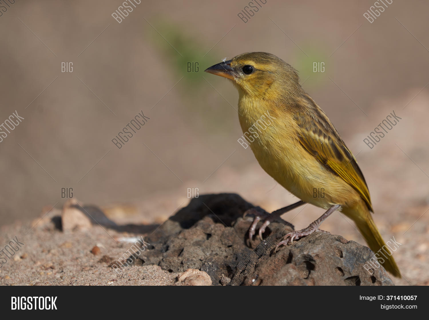 Yellow Fronted Canary Image & Photo (Free Trial) | Bigstock