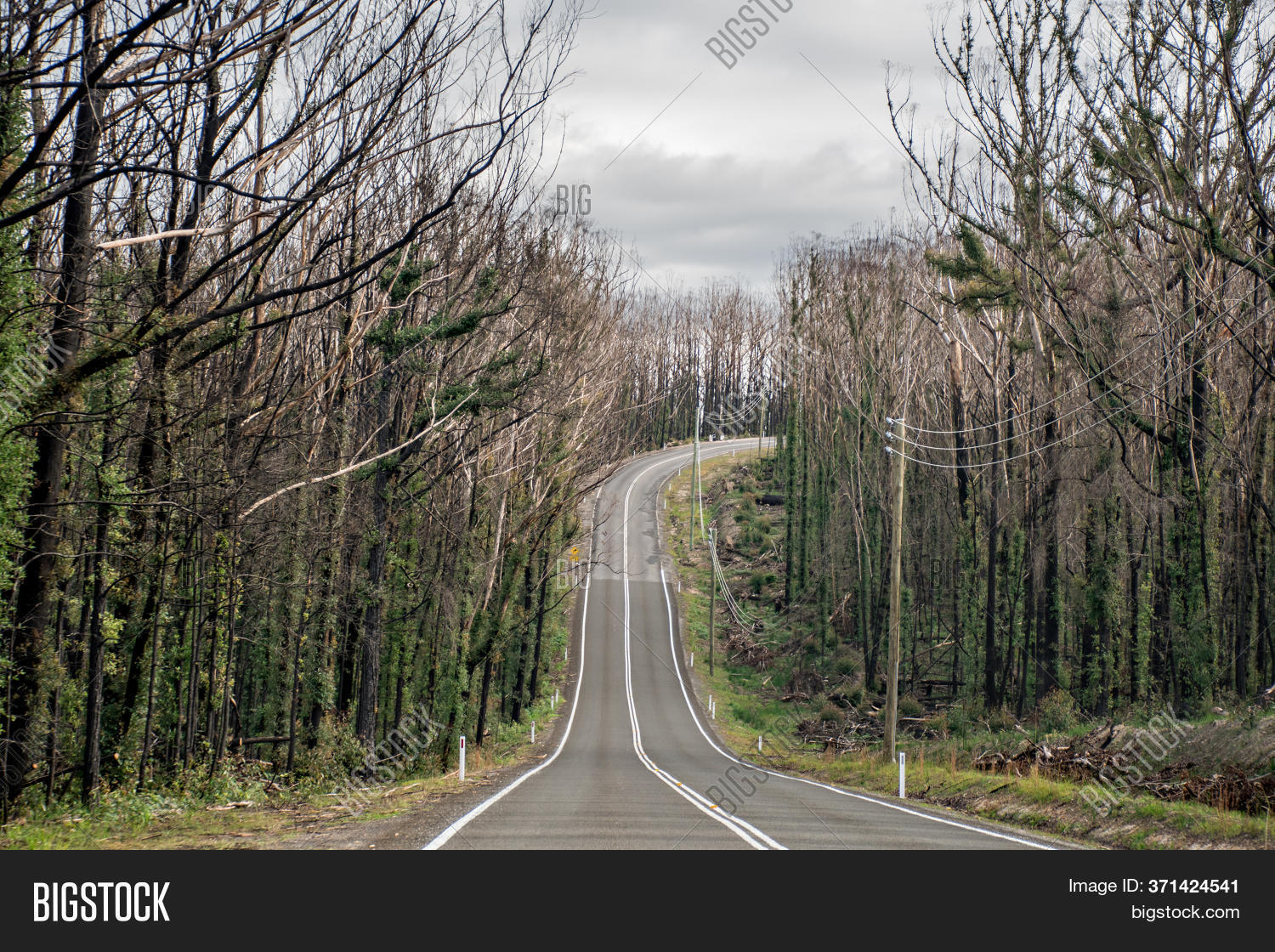 Burned Bush Along Road Image & Photo (Free Trial) | Bigstock