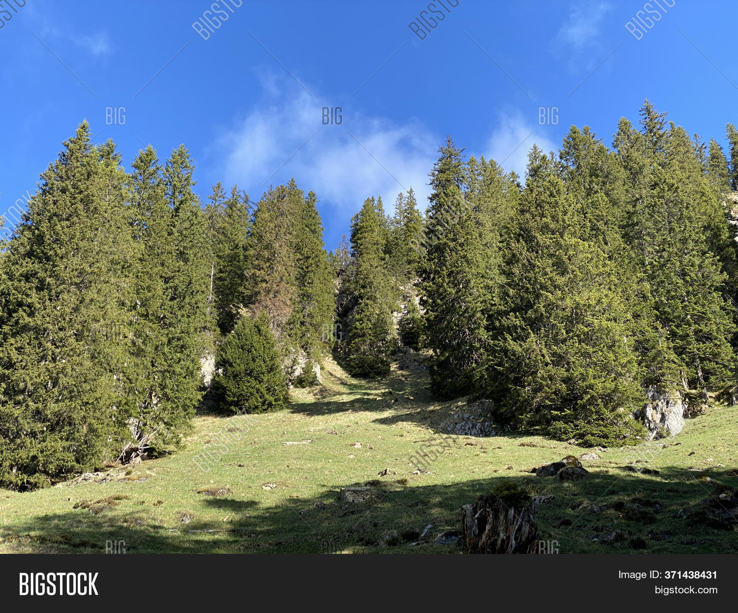 Evergreen Forest Image & Photo (Free Trial) | Bigstock