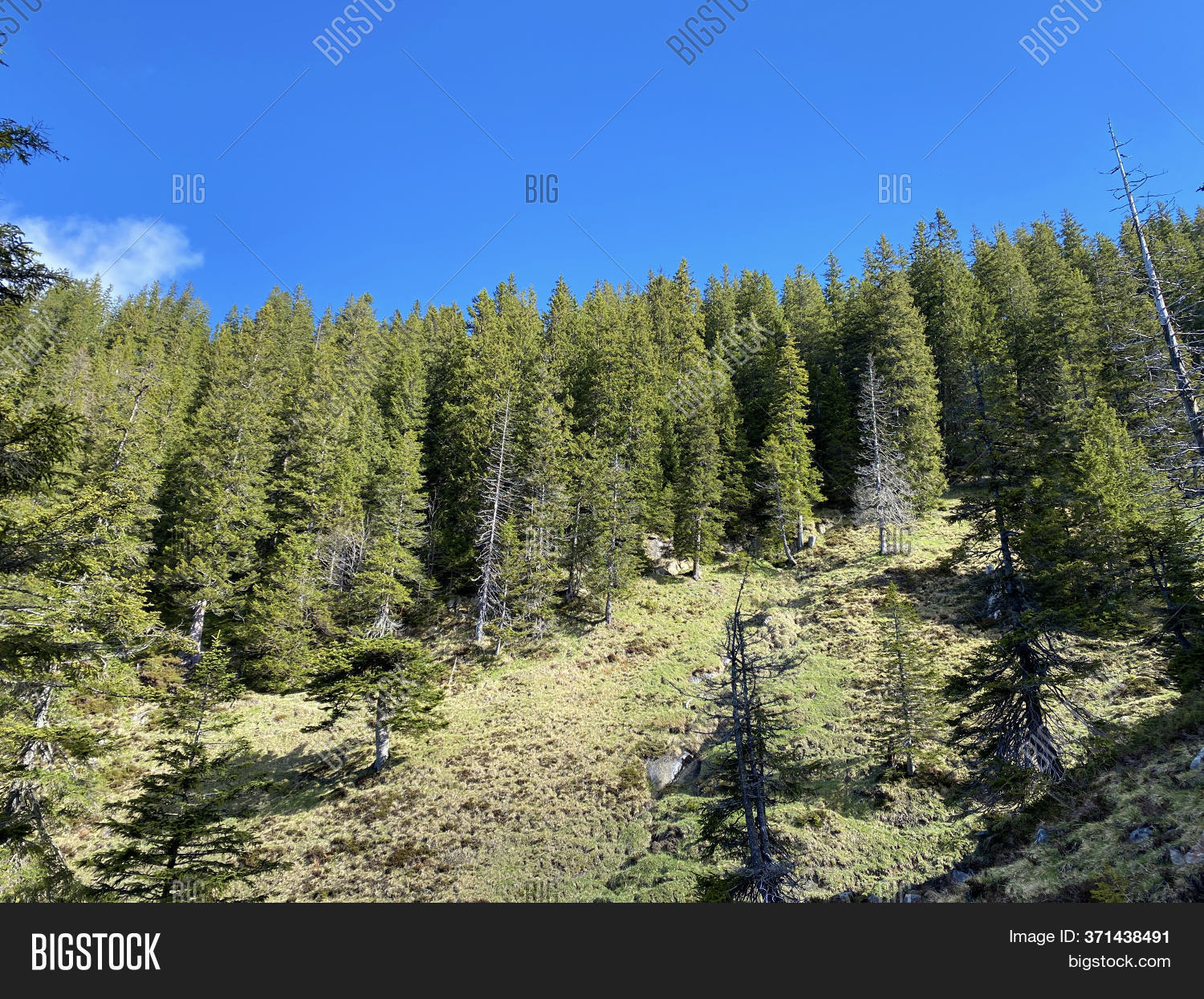 Evergreen Forest Image & Photo (Free Trial) | Bigstock