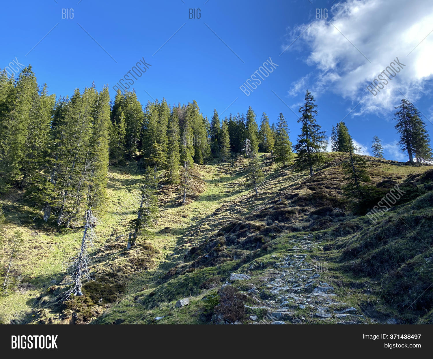 Evergreen Forest Image & Photo (Free Trial) | Bigstock