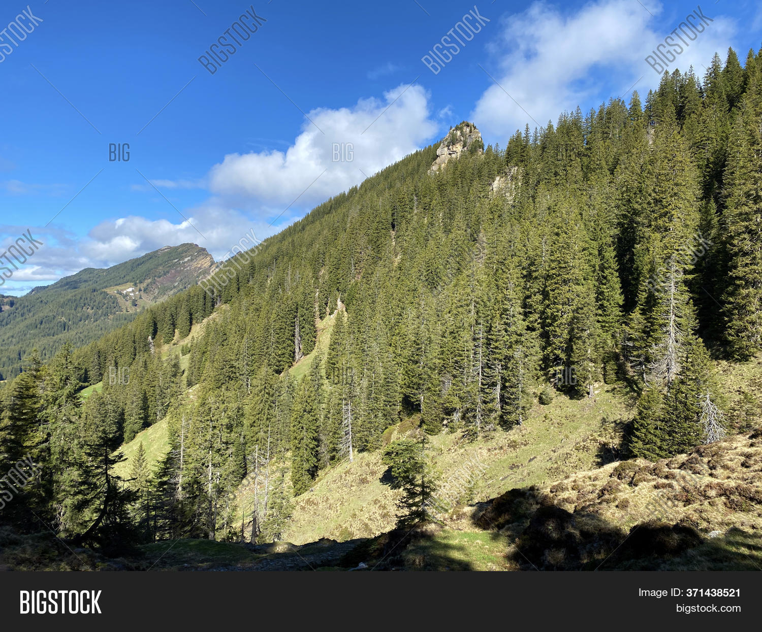 Evergreen Forest Image & Photo (Free Trial) | Bigstock
