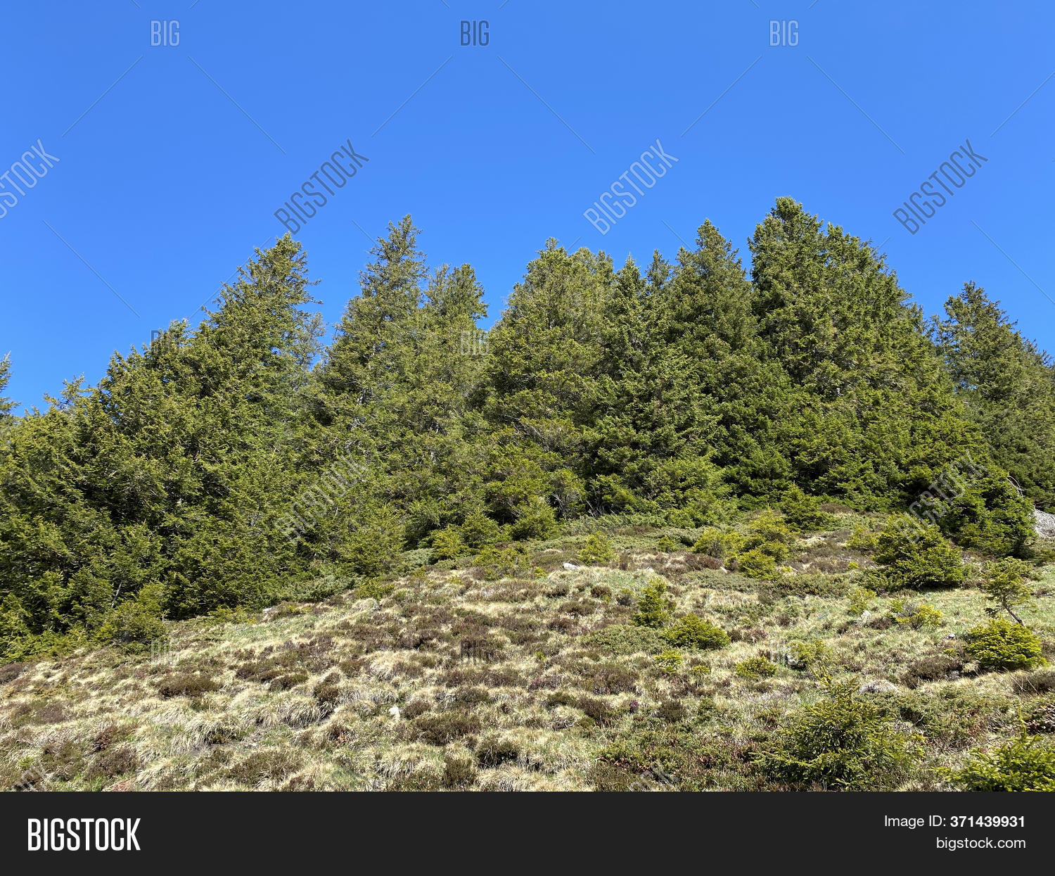 Evergreen Forest Image & Photo (Free Trial) | Bigstock