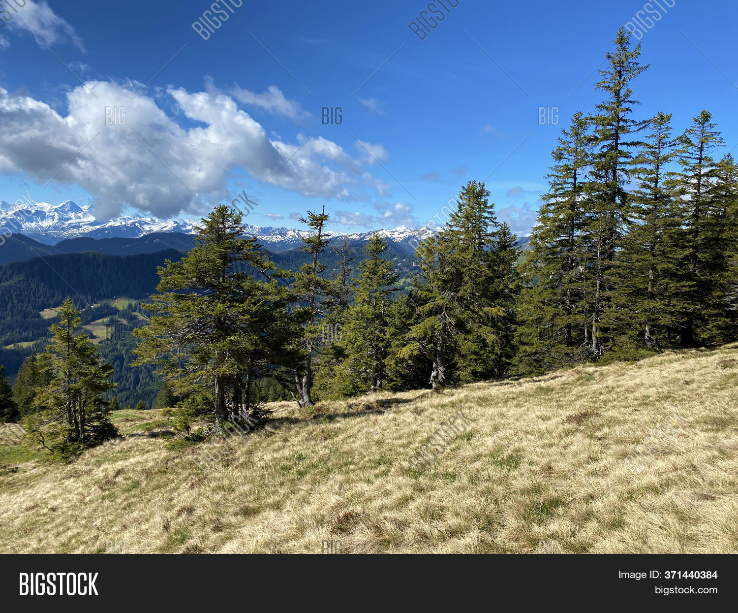 Evergreen Forest Image & Photo (Free Trial) | Bigstock
