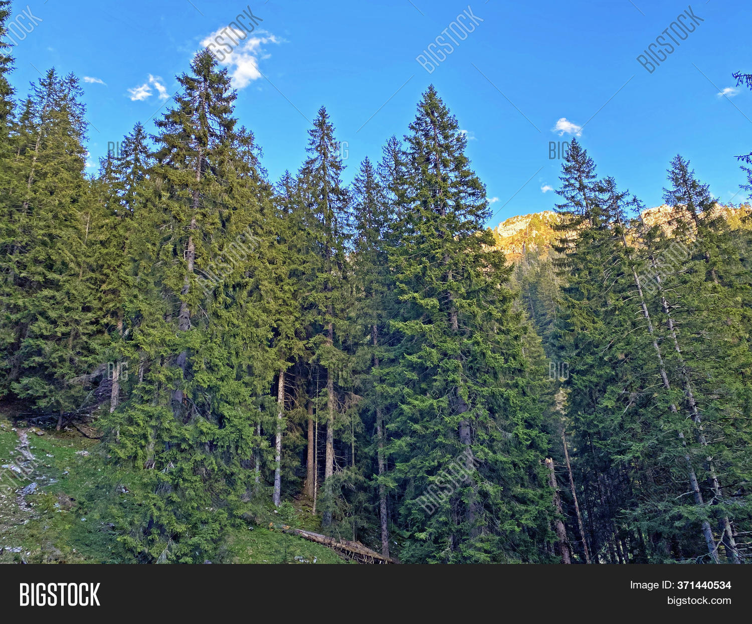 Evergreen Forest Image & Photo (Free Trial) | Bigstock